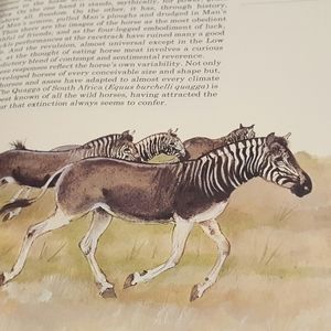 Accents | The Doomsday Book Of Animals Illustrated David Ray | Poshmark